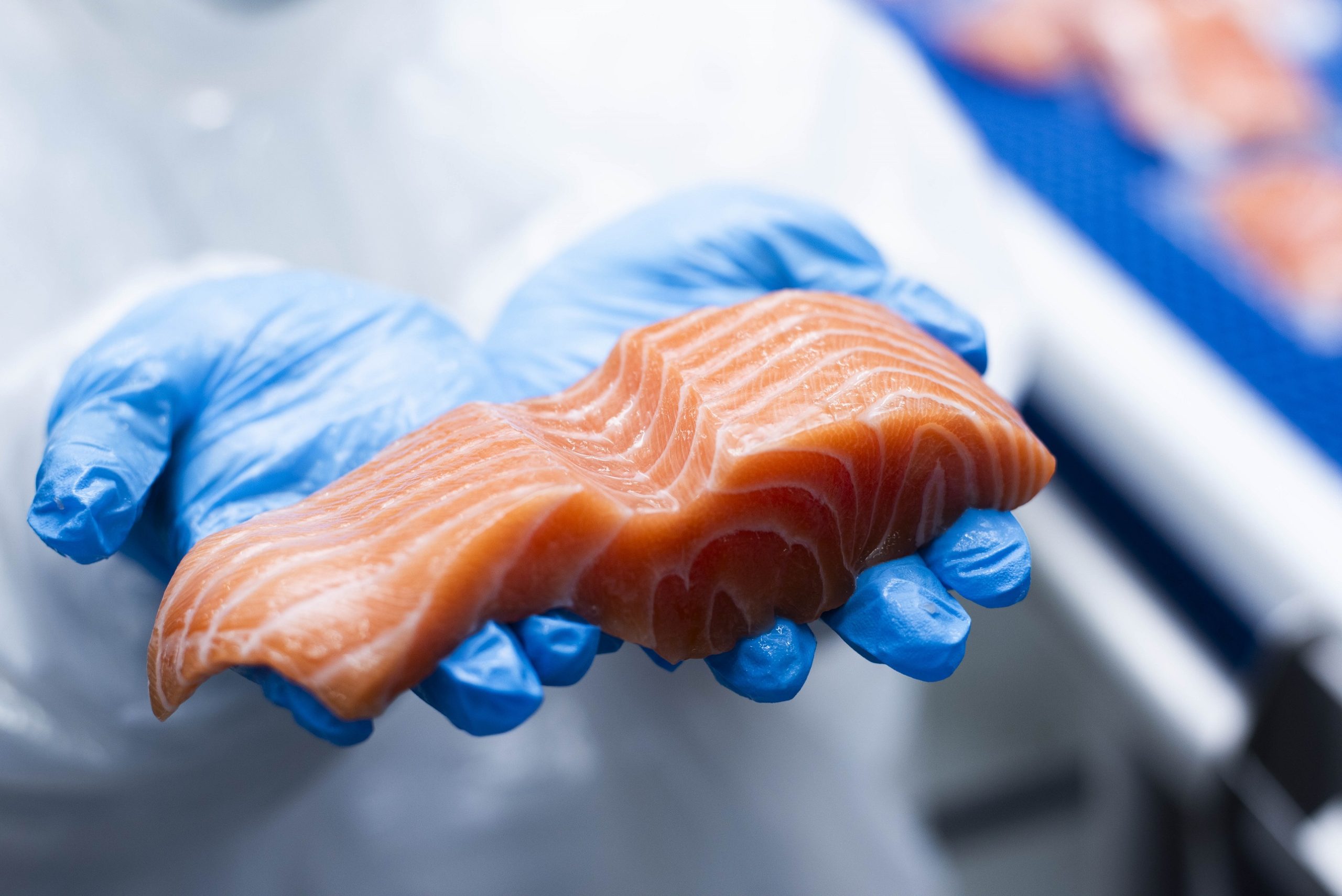 Las cualidades de Shima, primer salmón orgánico Euroleaf de Chile - Seafood