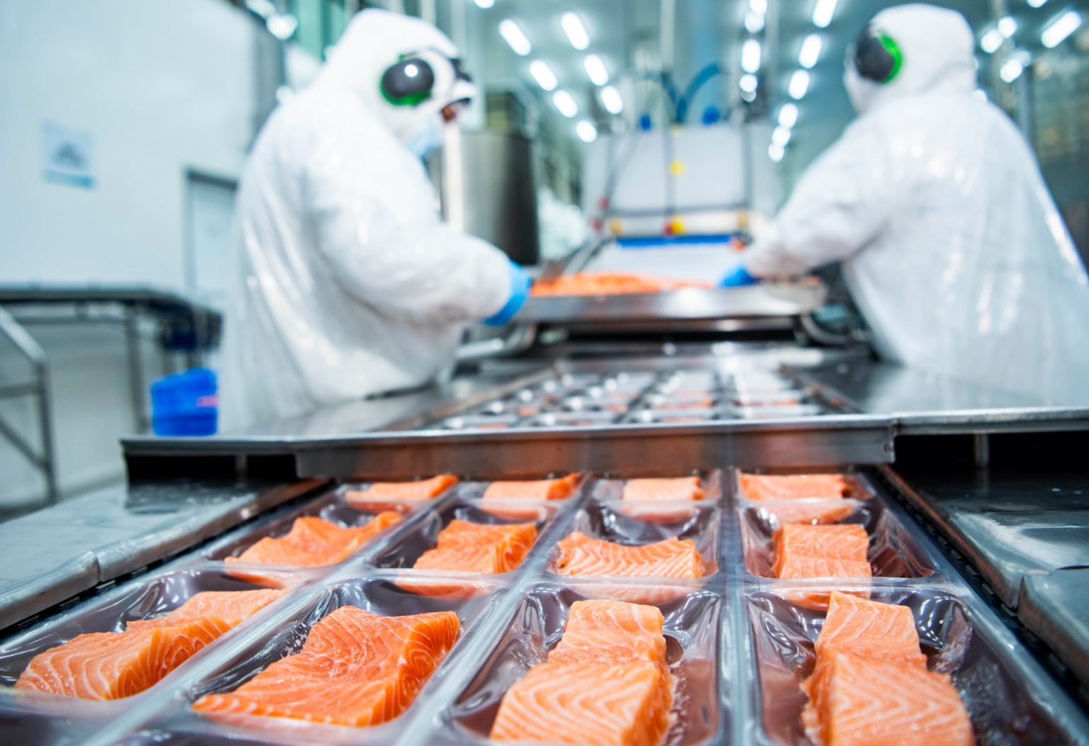 Las cualidades de Shima, primer salmón orgánico Euroleaf de Chile - Seafood